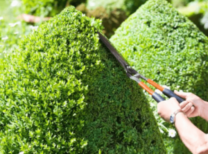 When Is The Best Time To Prune Trees In The UK - Tree Surgeon Pro