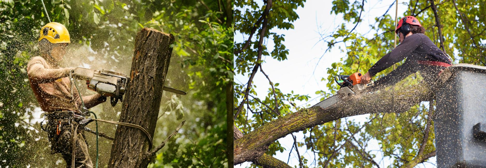 Professional Tree Surgery Services | Tree Surgeon Pro UK