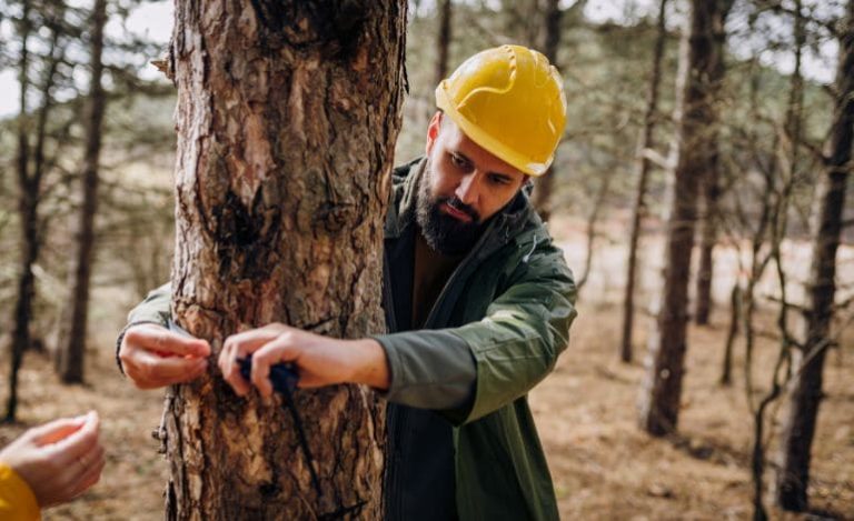 Tree Surveys Easingwold | Fully Trained Tree Surveyors